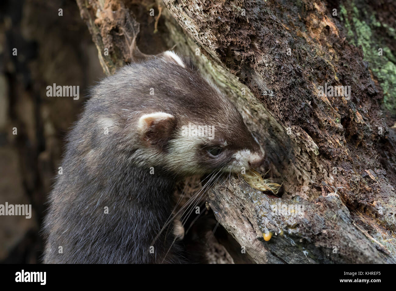 Wildife and camera hi-res stock photography and images - Alamy
