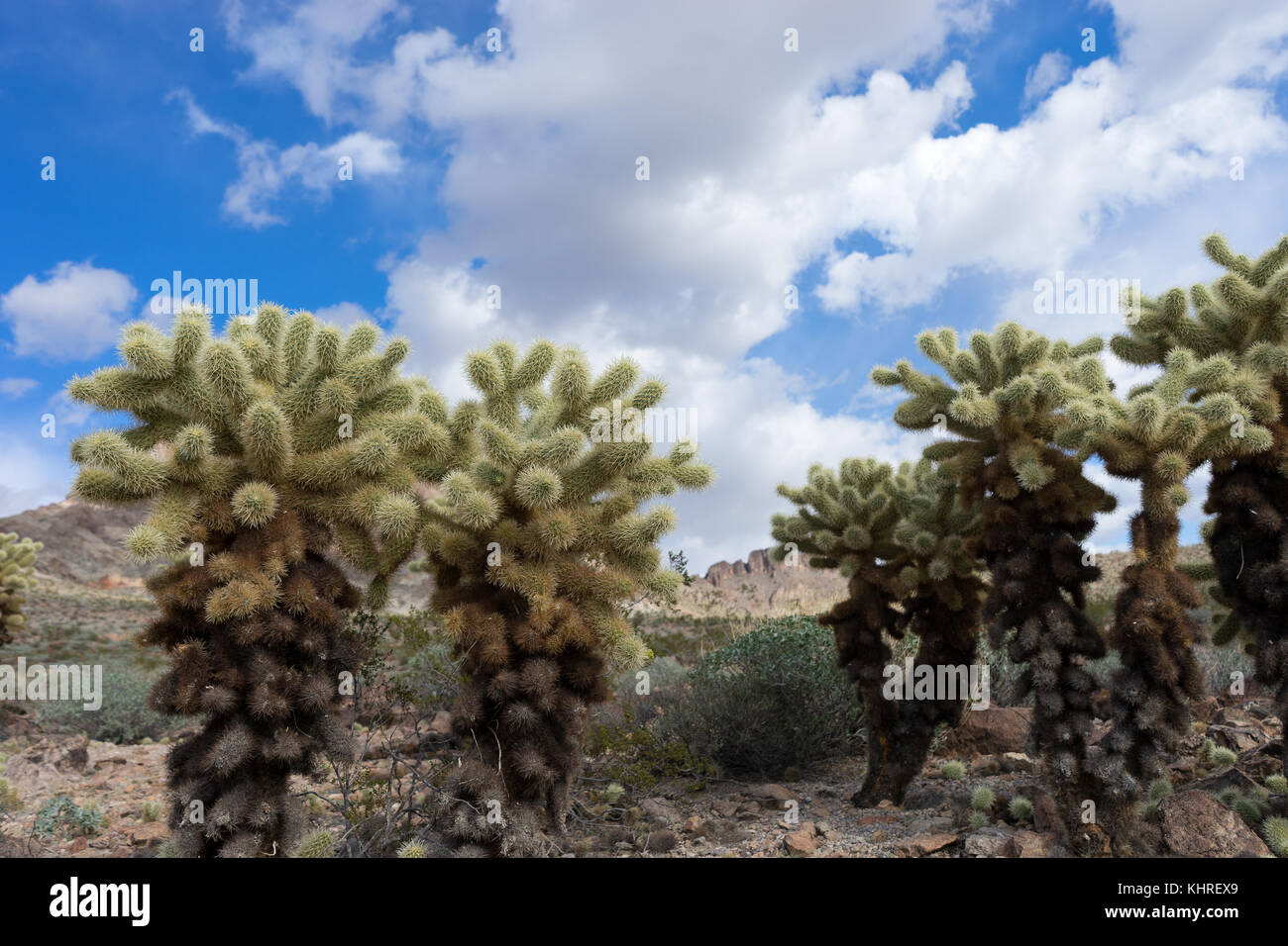 cholla cactus in the desert of Arizona USA Stock Photo - Alamy
