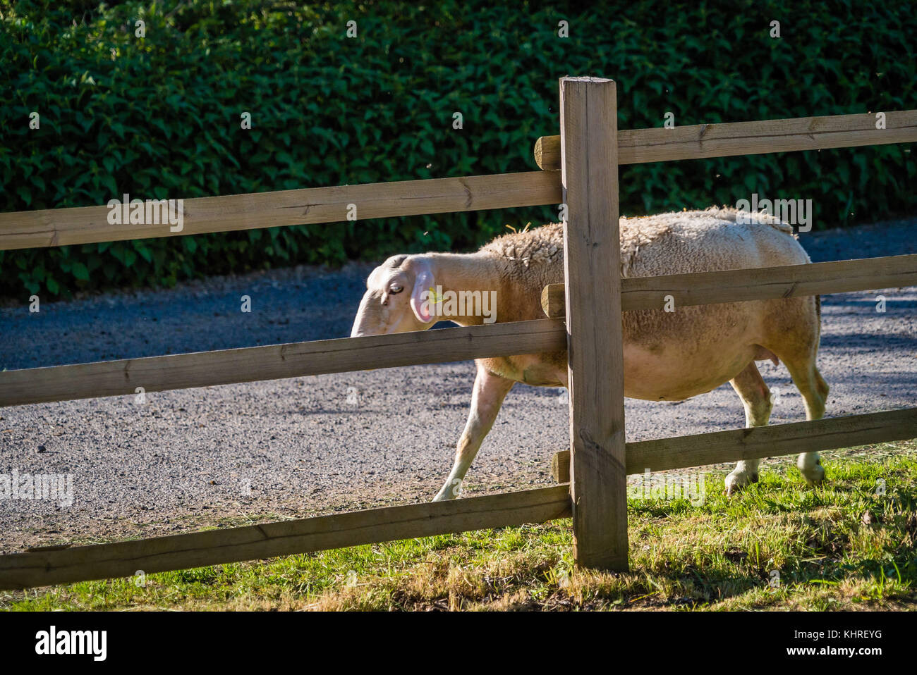 Sheep behind a fence in France in summer Stock Photo - Alamy