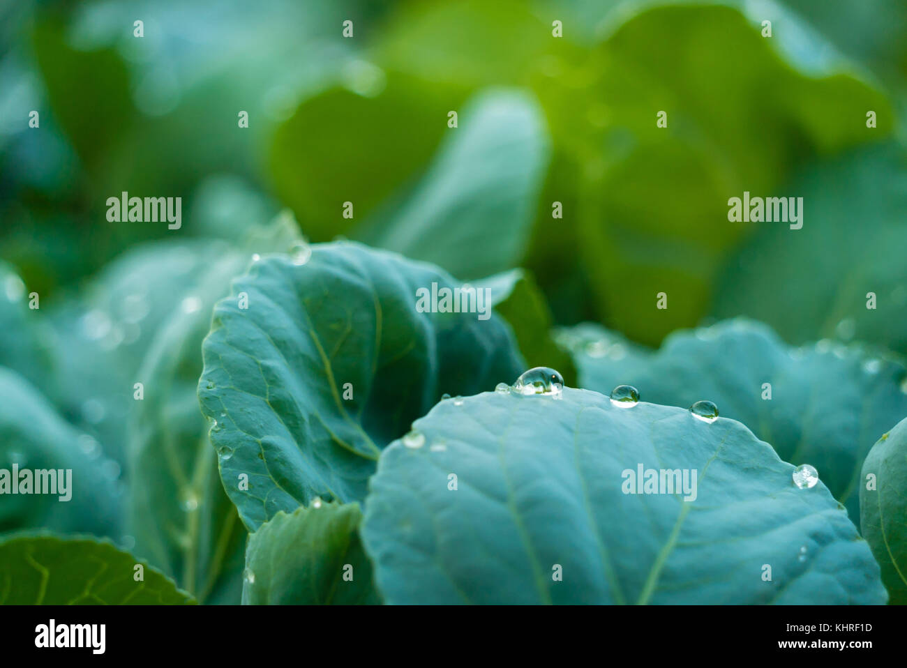 Organic cabbage crops with fresh water drops in a bright light Stock ...