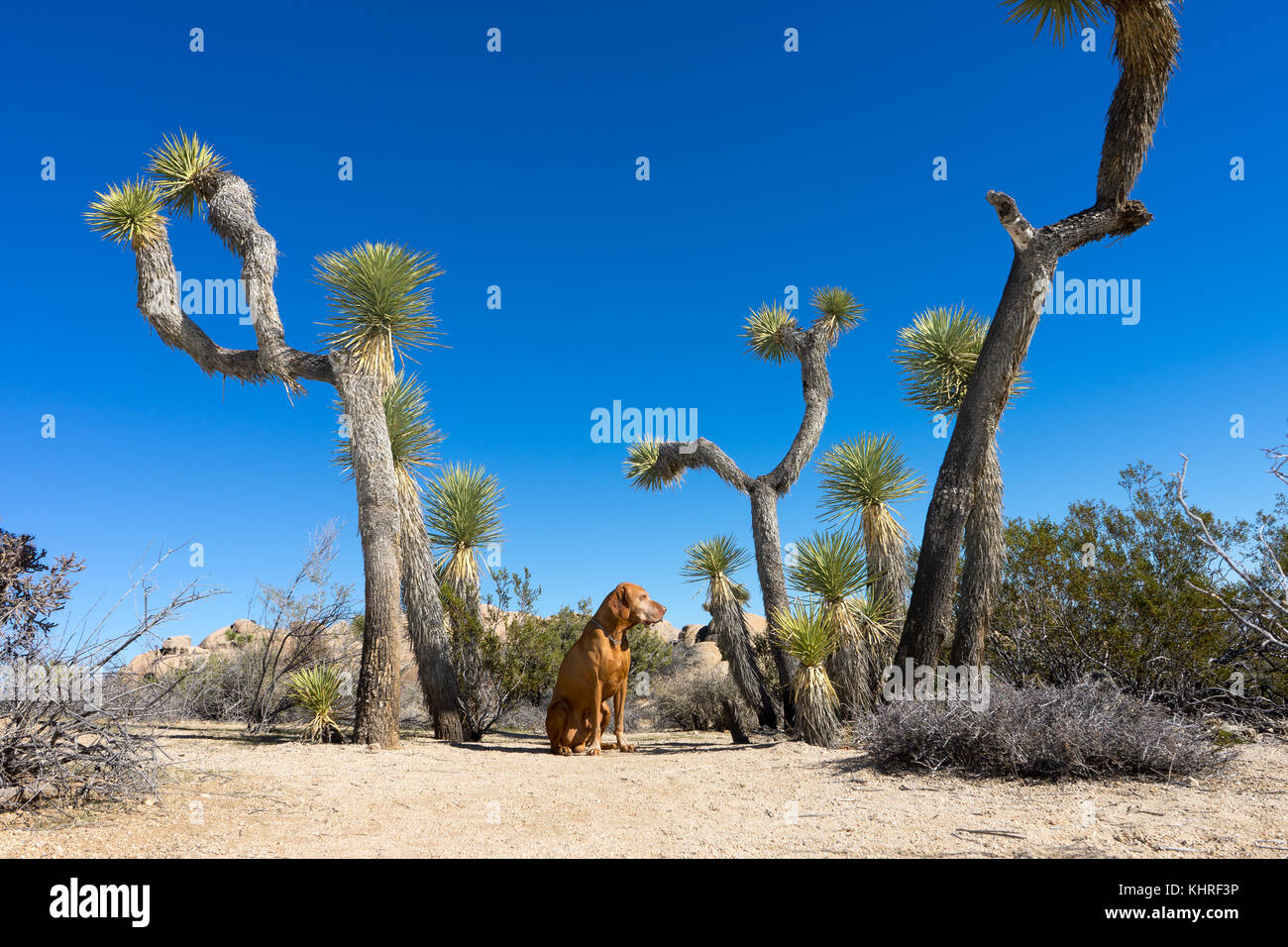vizsla dog in Joshua Tree national park Stock Photo - Alamy