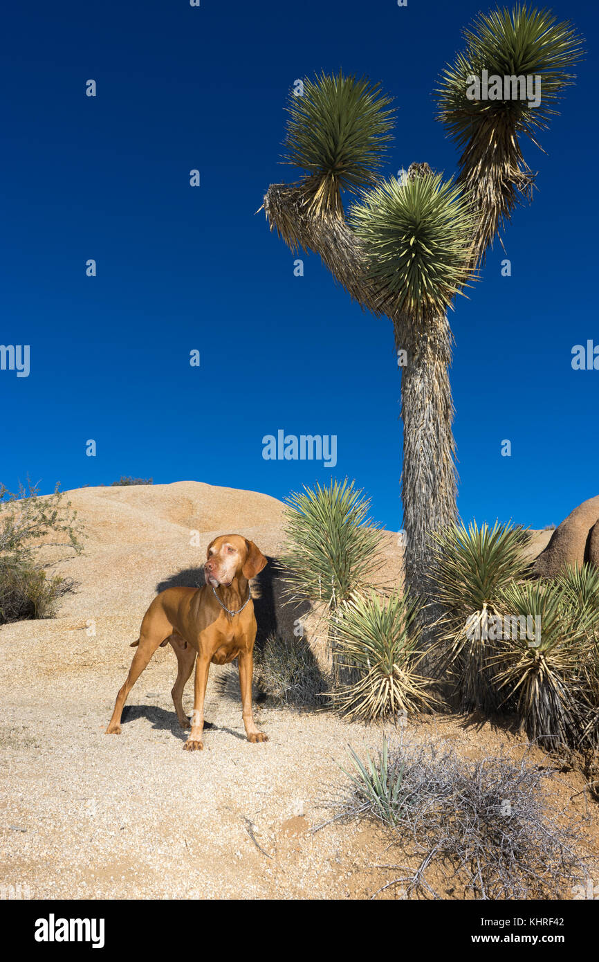 What Is There To Do In Joshua Tree With Dogs