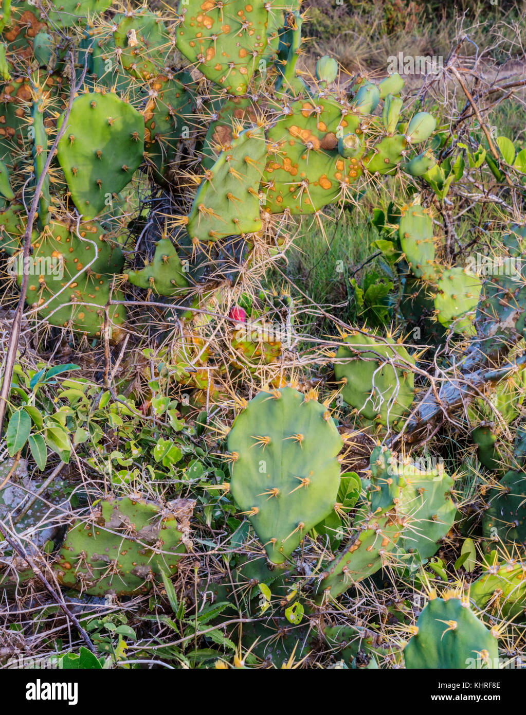 Cactus texture hi-res stock photography and images - Alamy