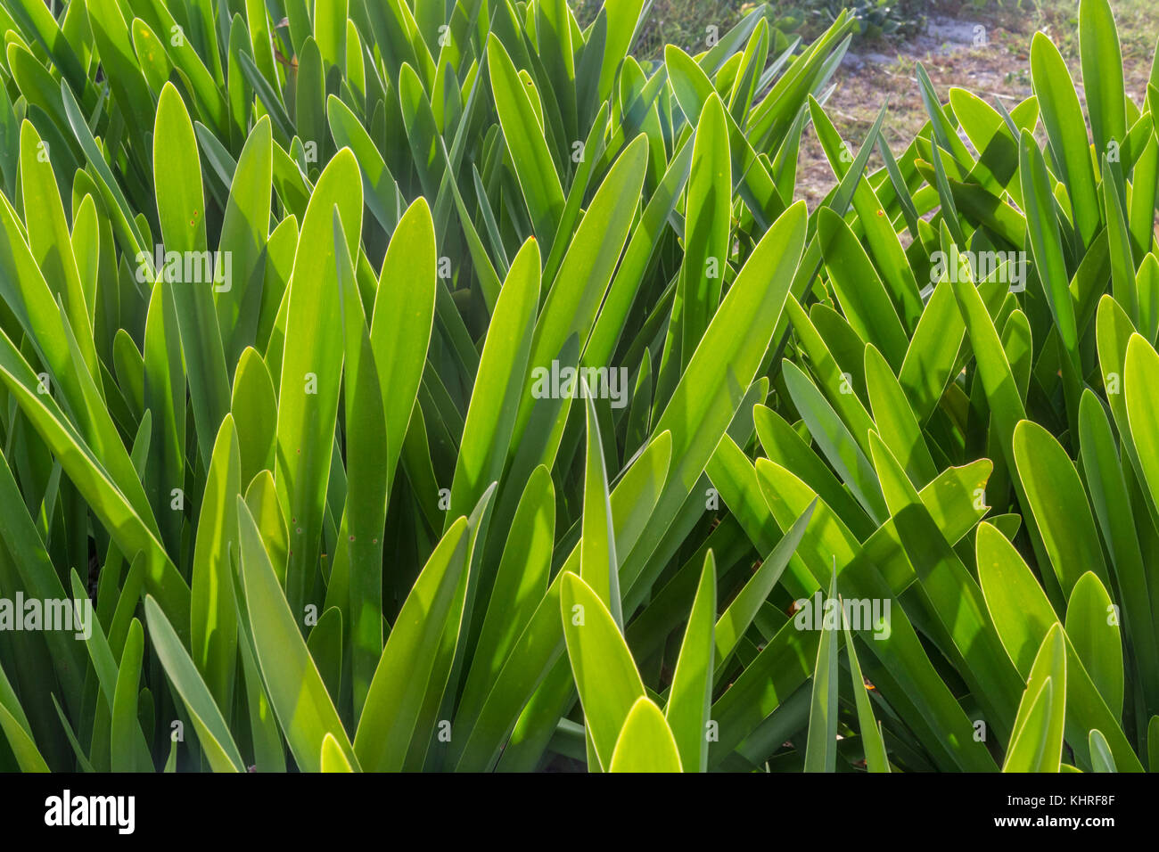Setaria Palmifolia