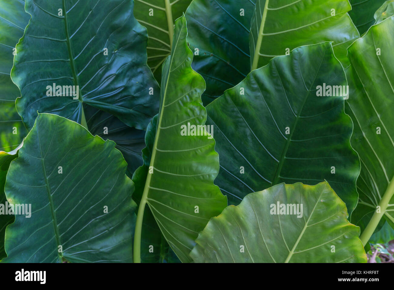 Colocasia Antiquorum High Resolution Stock Photography and Images - Alamy