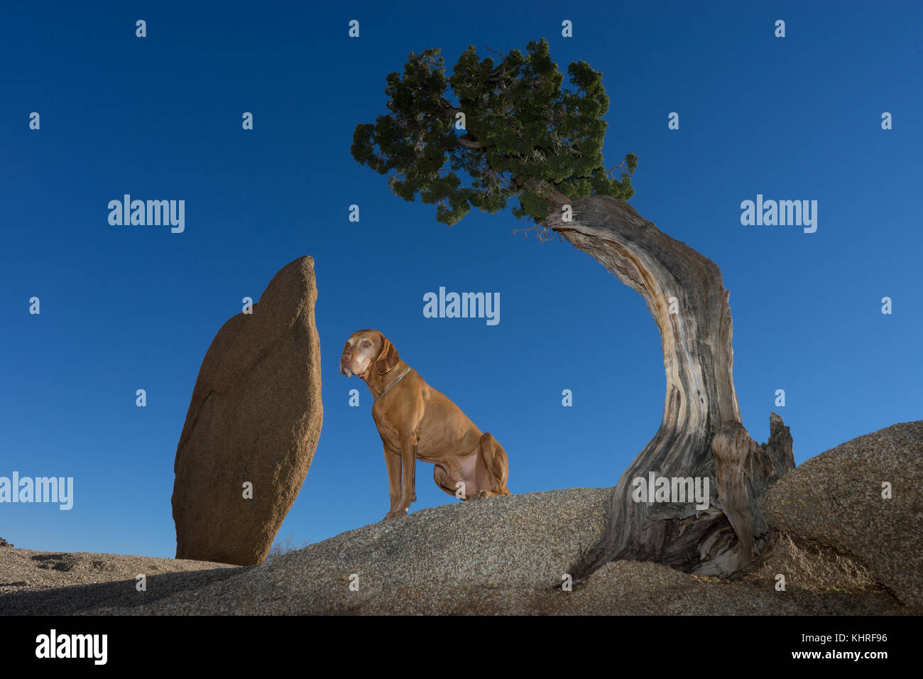 dog sitting outdoors Stock Photo - Alamy