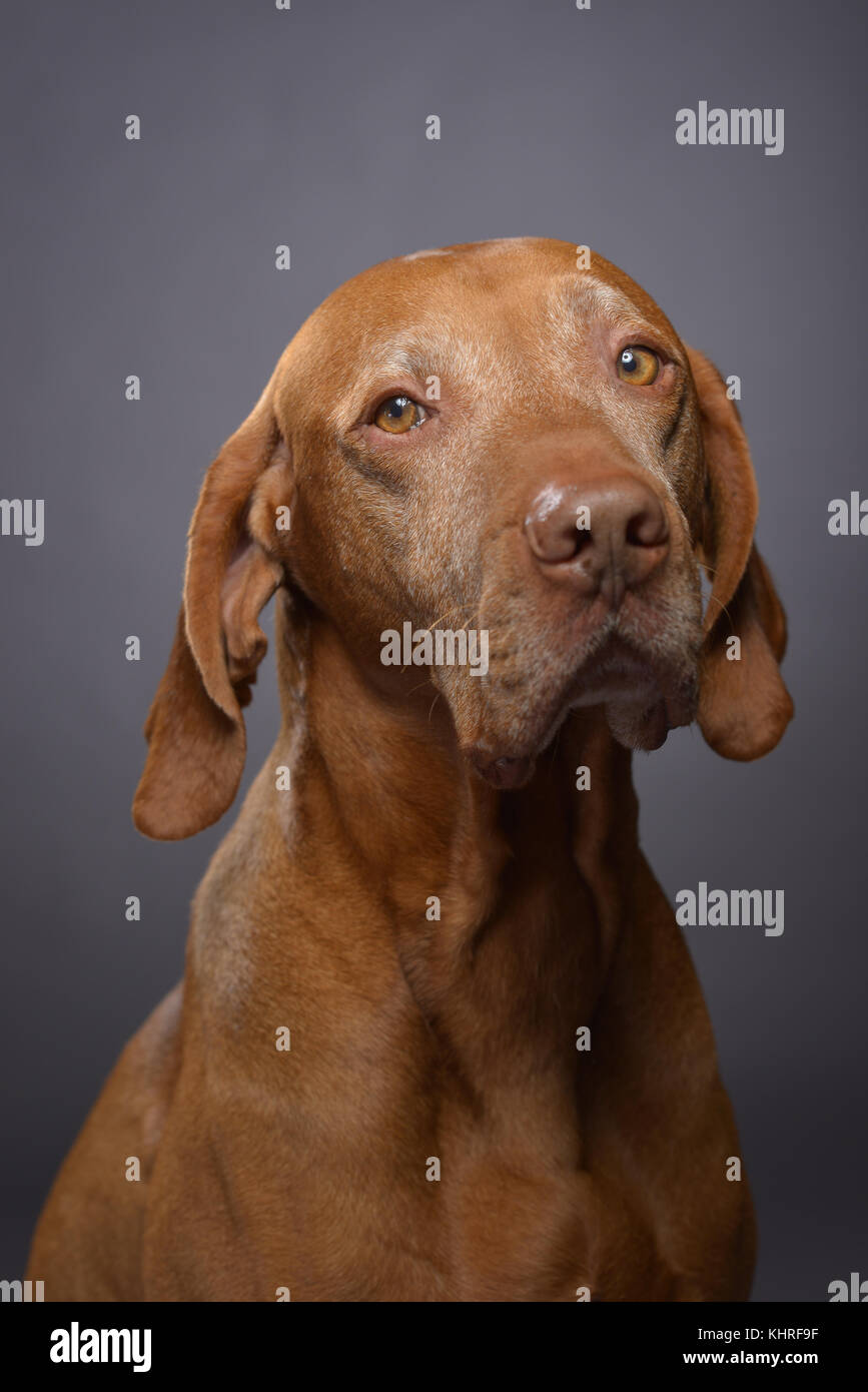 vizsla dog portrait Stock Photo - Alamy
