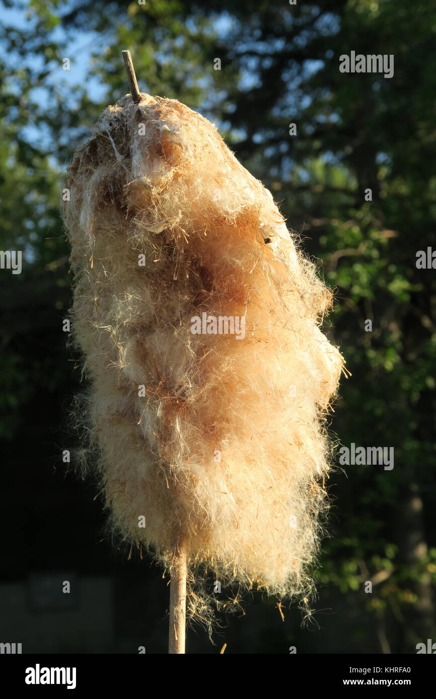 Open bulrush hi-res stock photography and images - Alamy