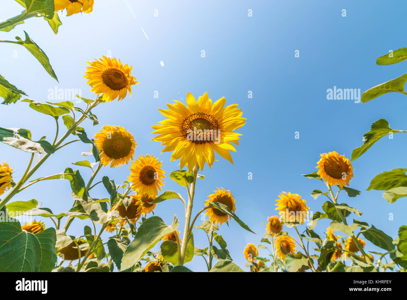 sunflower on field view from bottom to top and blue sky with sun and ...