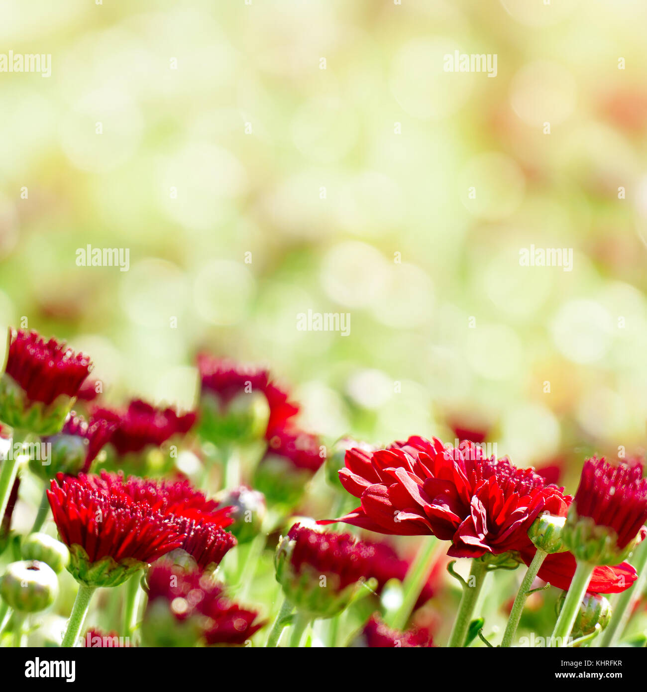 Chrysanthemum wallpaper floral bright hi-res stock photography and ...