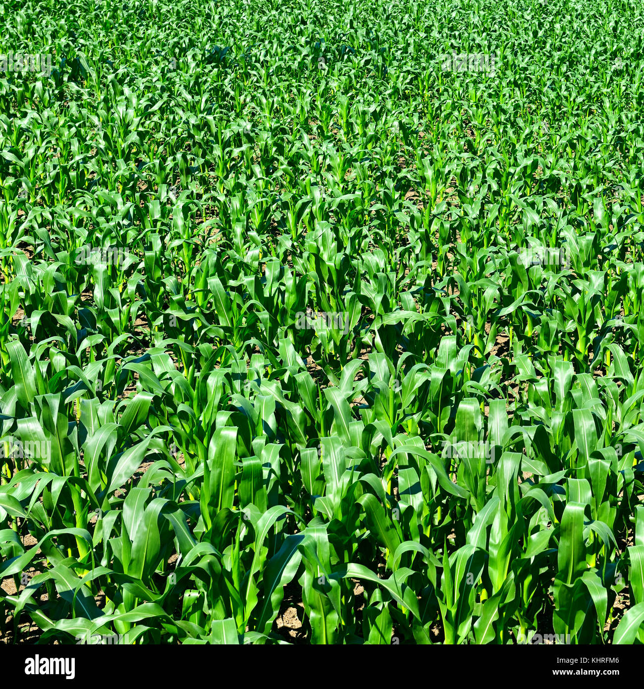 Corn field. Top view Stock Photo - Alamy