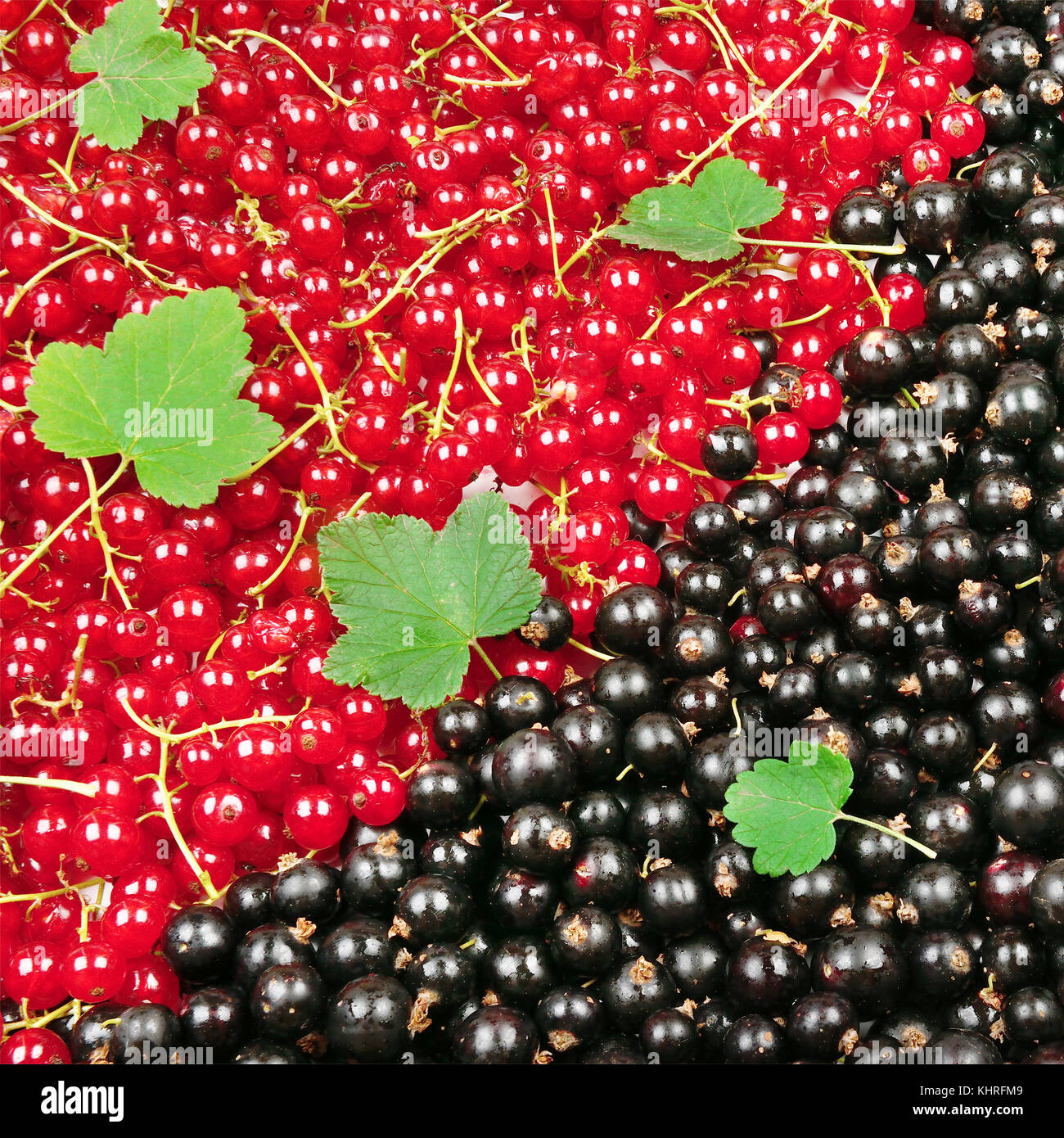 Black and red currant with green leaves. Berry background Stock Photo ...