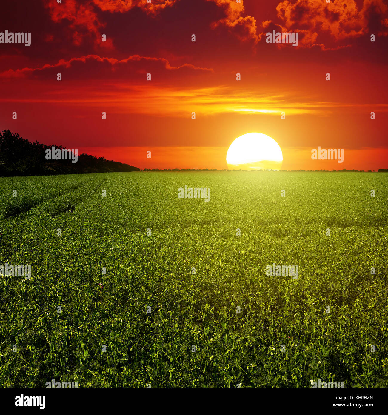 Red scenic sunrise over a field of peas Stock Photo - Alamy