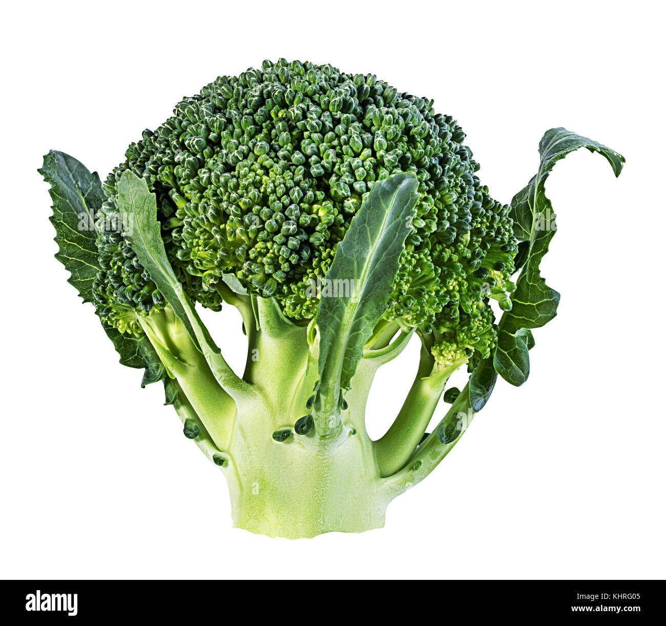 Broccoli isolated on white background Stock Photo - Alamy