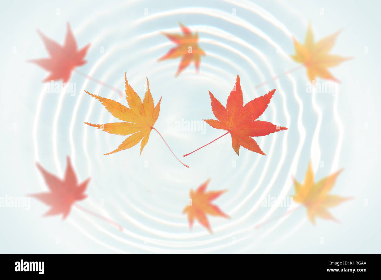 Japanese autumn maple leaf on water ripple Stock Photo - Alamy