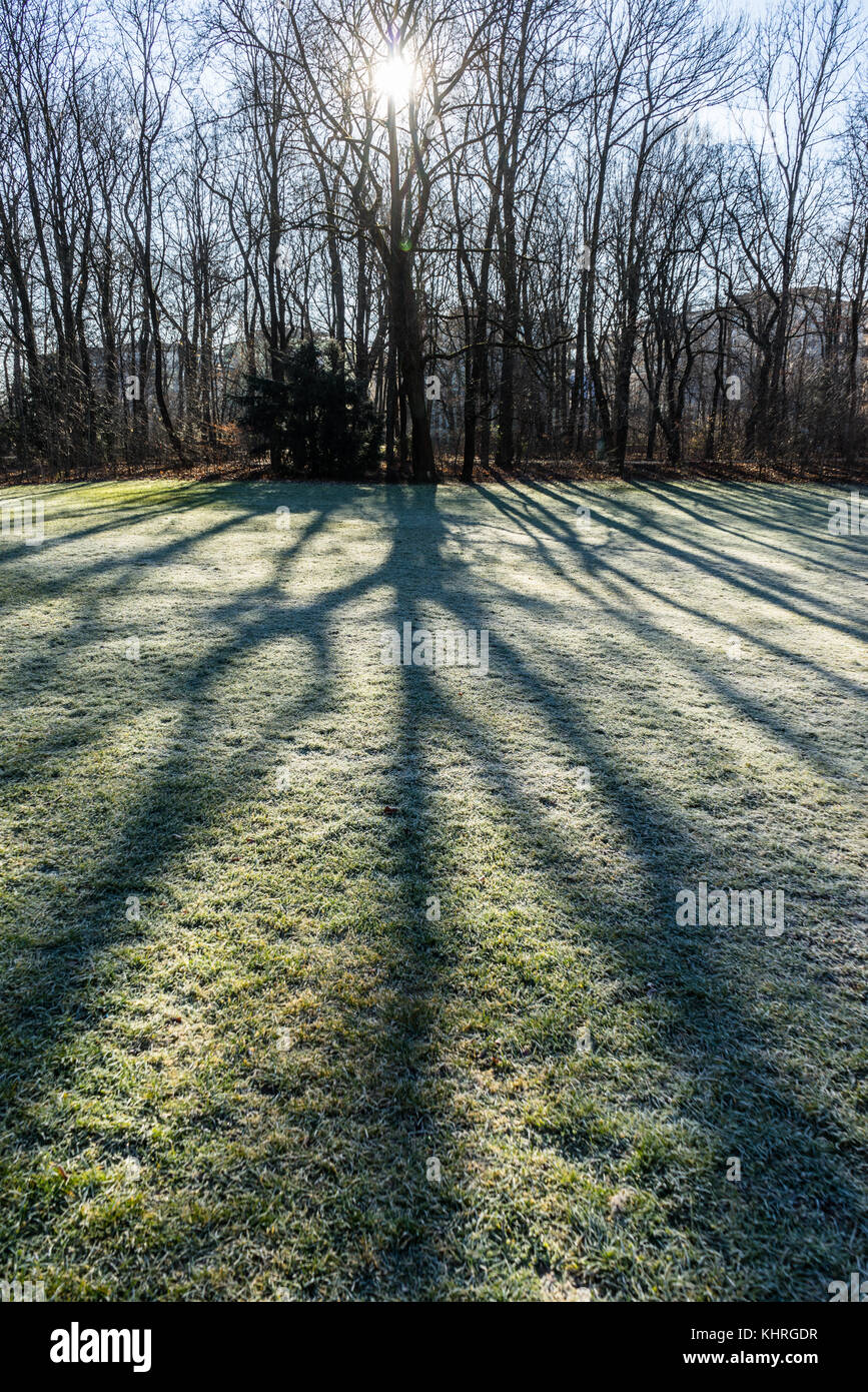 Tree veins Stock Photo - Alamy