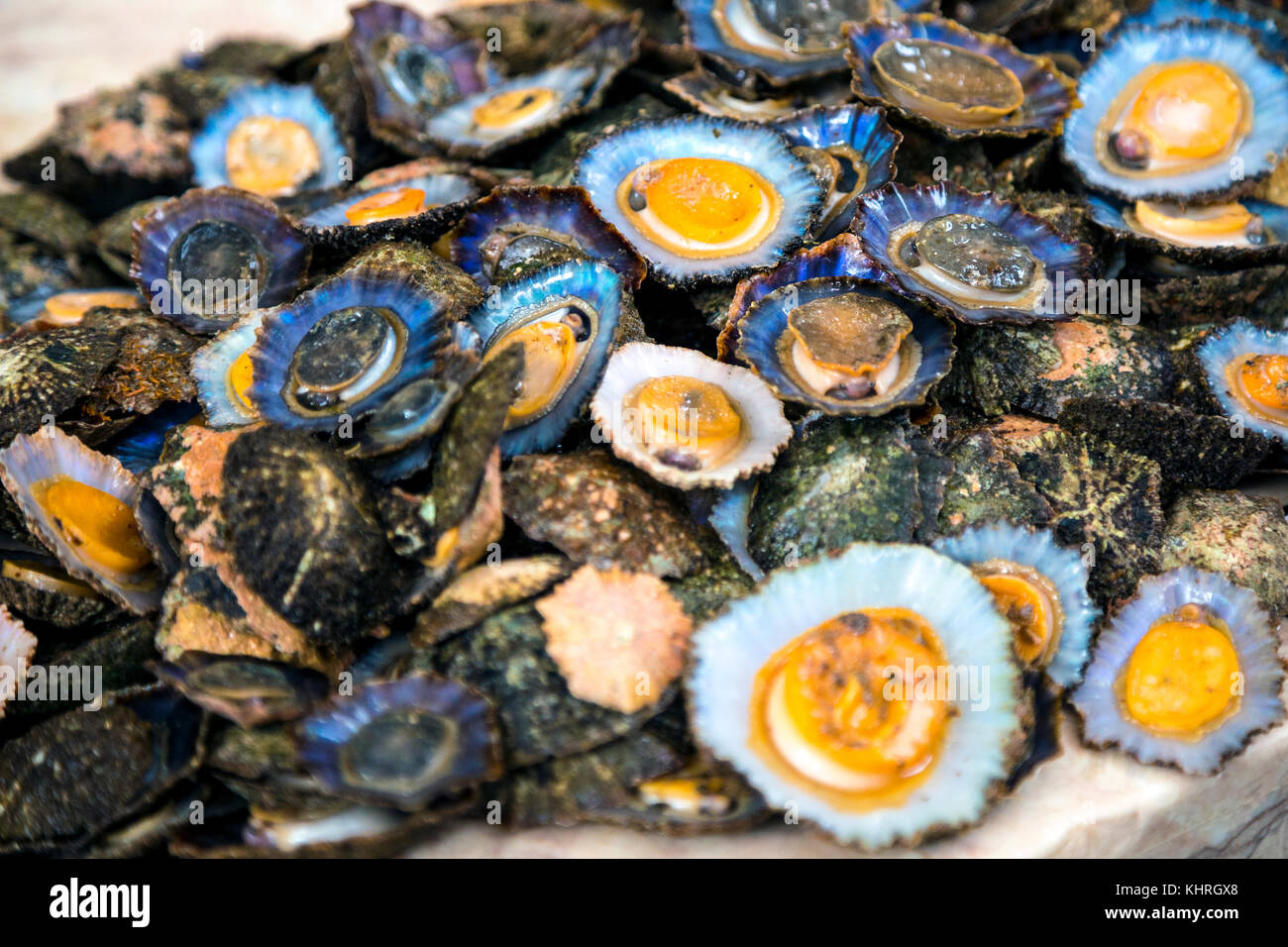 Fresh limpets at a fish market, Mercado dos Lavradores, Funchal ...
