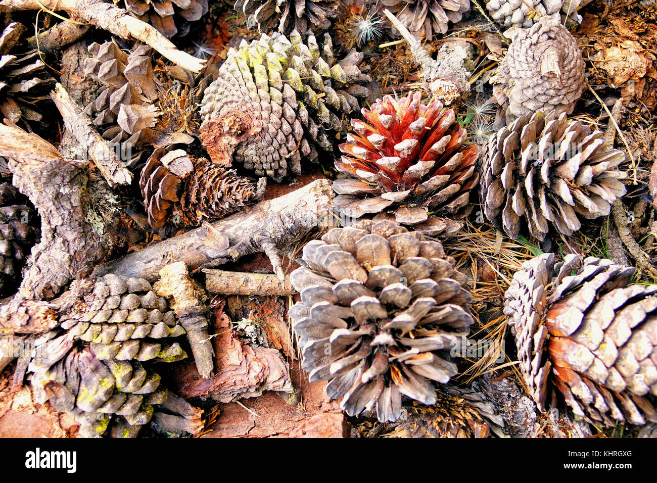 Fallen pine cones Stock Photo - Alamy