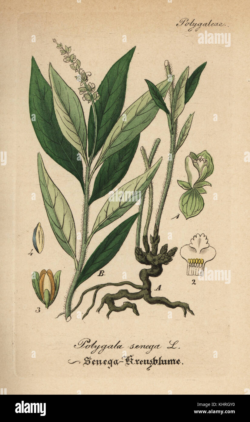 Seneca snakeroot, Polygala senega. Handcoloured copperplate engraving ...