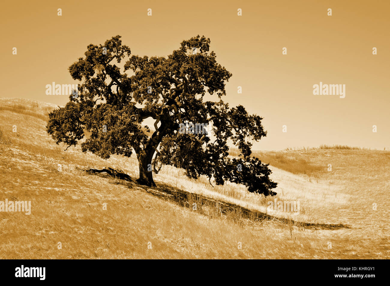 California oak tree hi-res stock photography and images - Alamy