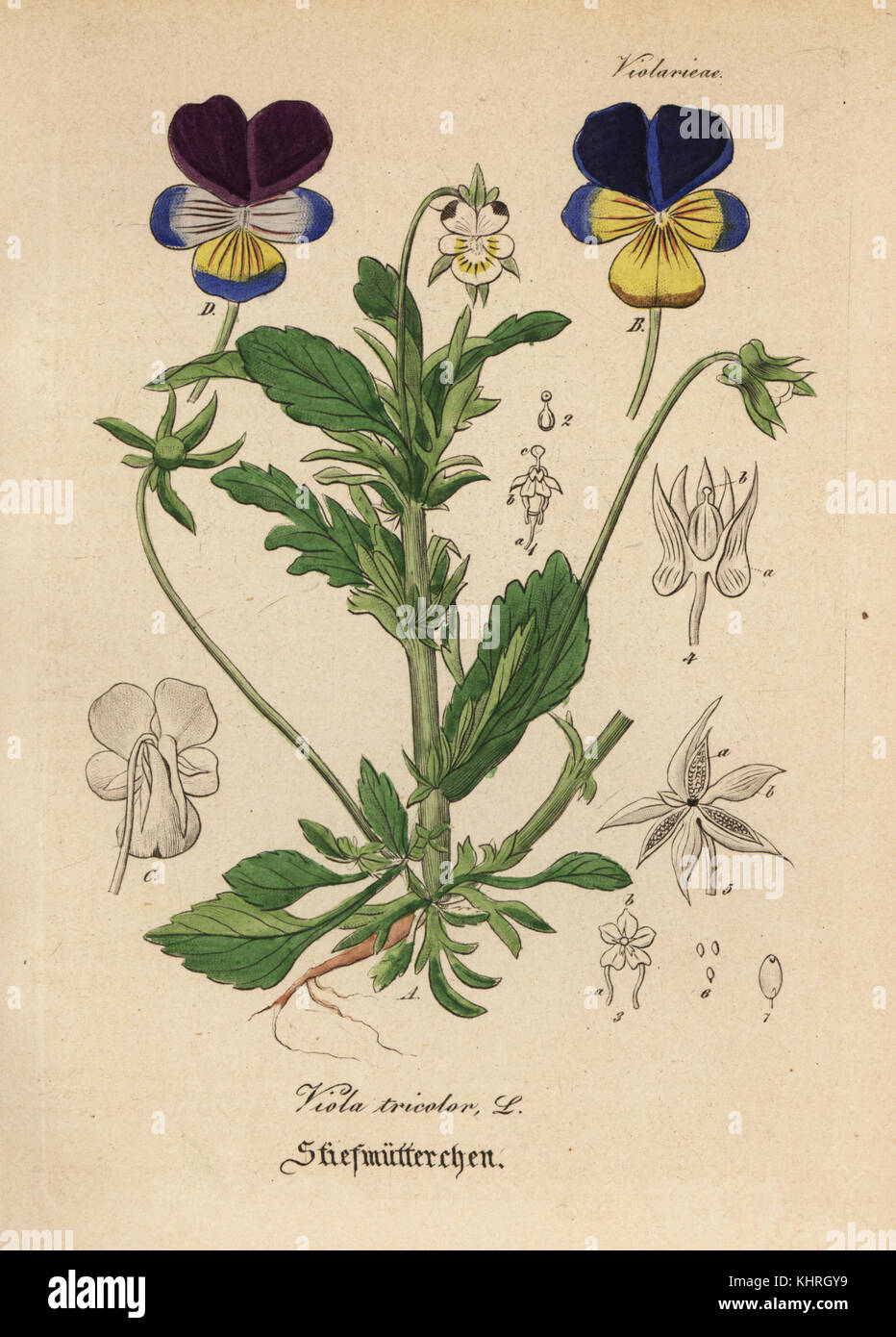 Viola Tricolor Drawing