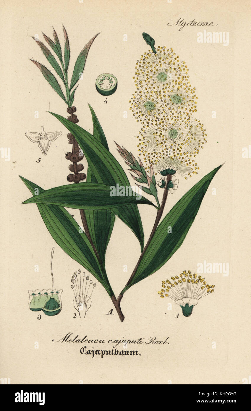 Cajuput or white samet, Melaleuca cajuputi. Handcoloured copperplate ...
