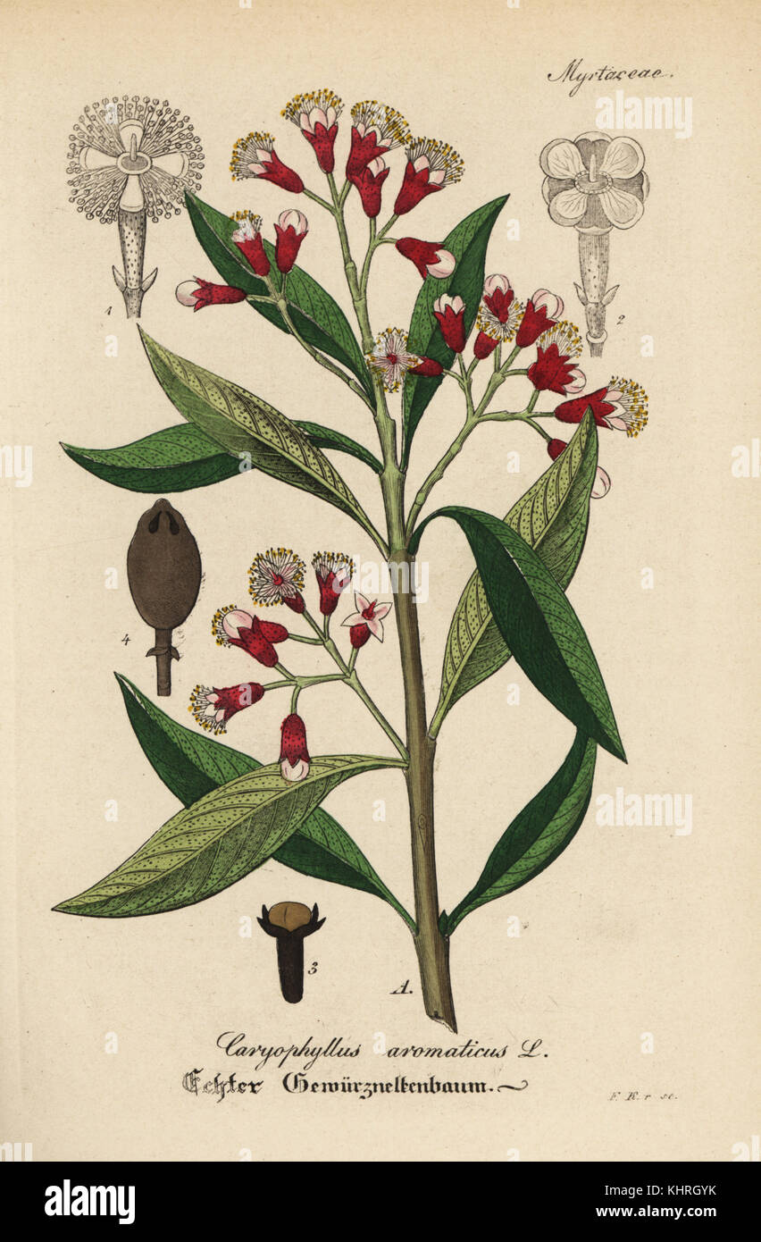 Caryophyllus aromaticus hi-res stock photography and images - Alamy