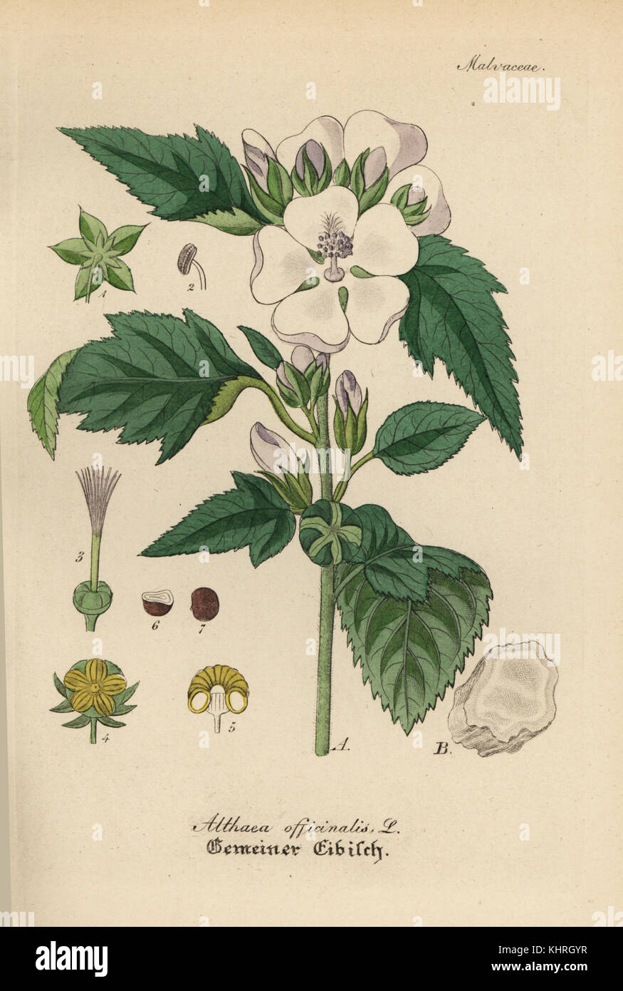 Marshmallow(Malvaceae Althaea Officinalis) Vintage Medical Botanicals ... Marshmallow(Malvaceae Althaea Officinalis) Vintage Medical Botanicals ...