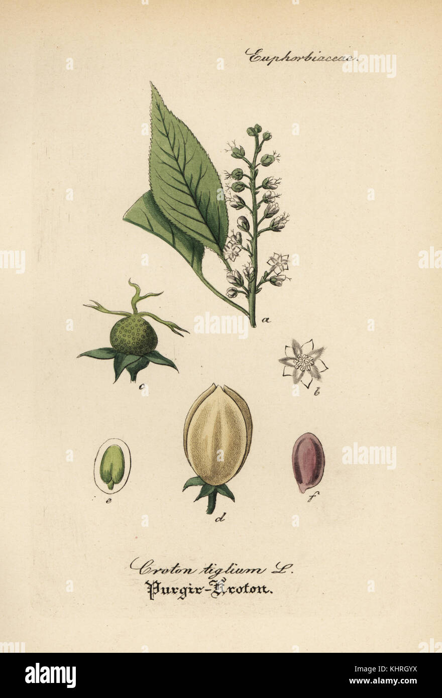 Purging croton, Croton tiglium. Handcoloured copperplate engraving from ...