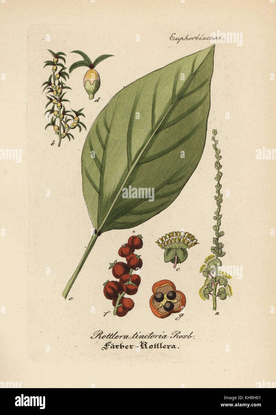 Kamala tree, Mallotus philippensis (Rottlera tinctoria). Handcoloured ...