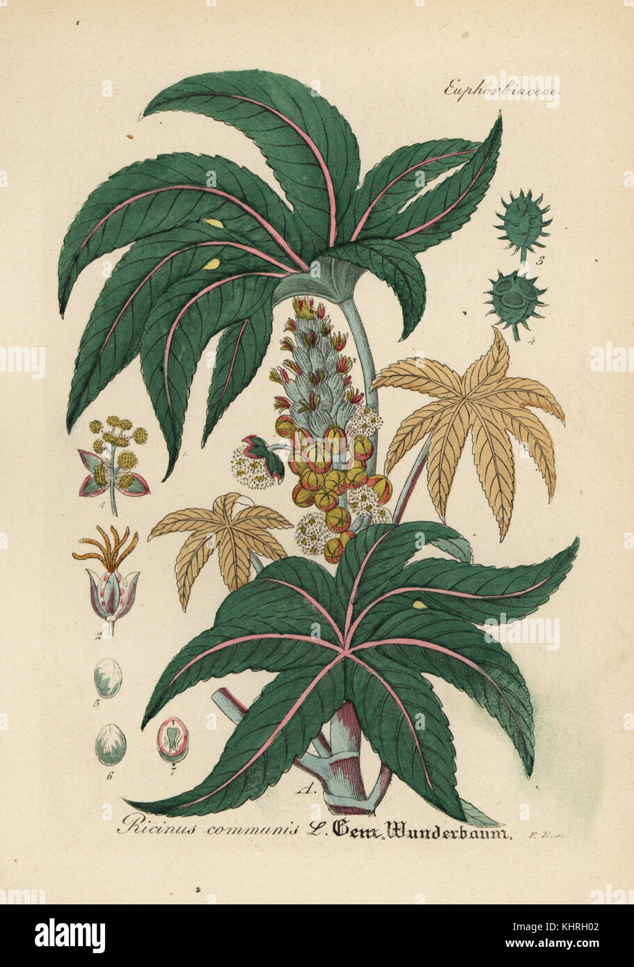Ricinus communis engraving hi-res stock photography and images - Alamy