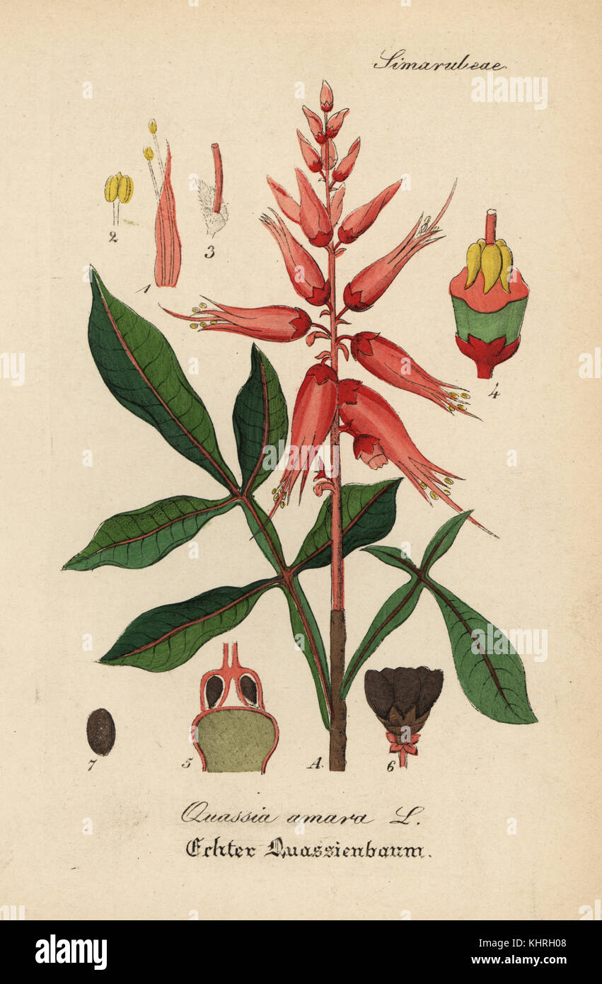Amargo, bitter-ash or bitter-wood, Quassia amara. Handcoloured ...