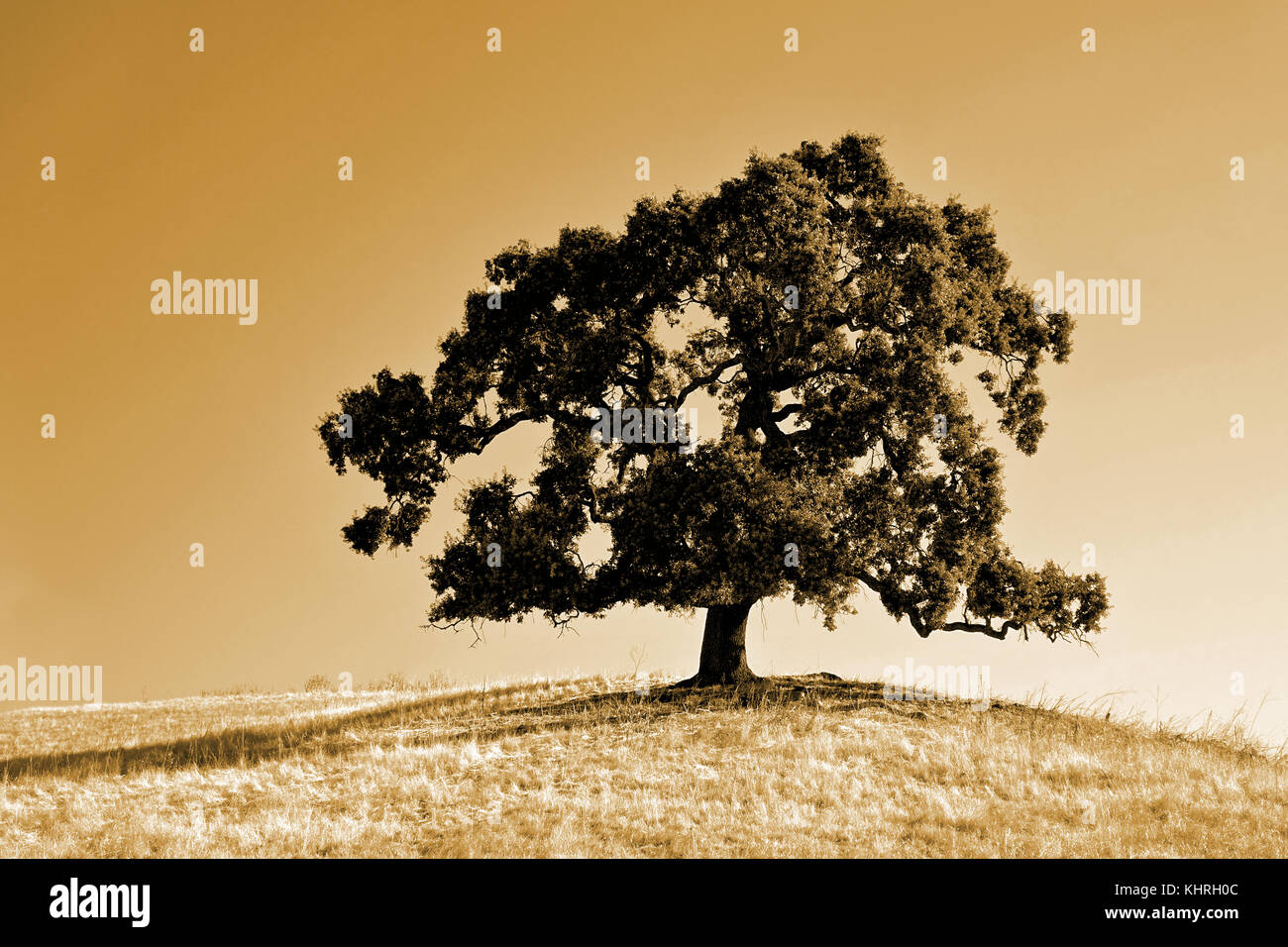 California oak tree Stock Photo - Alamy