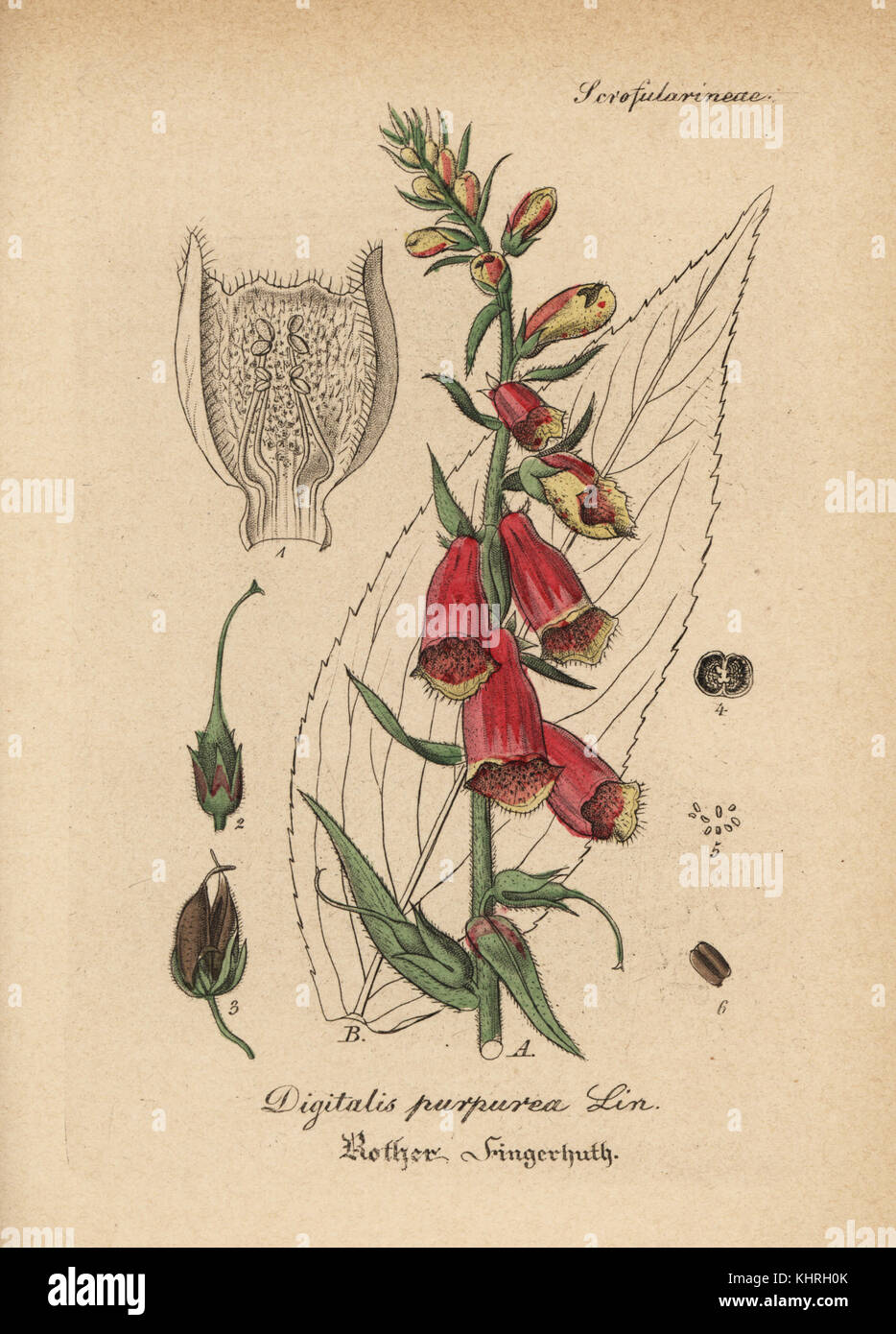 Purple foxglove, Digitalis purpurea. Handcoloured copperplate engraving ...