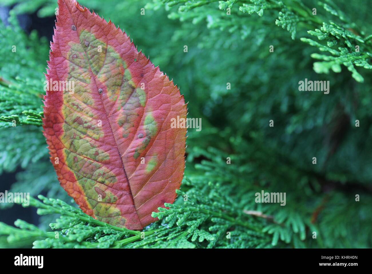 Evergreen bough hi-res stock photography and images - Alamy