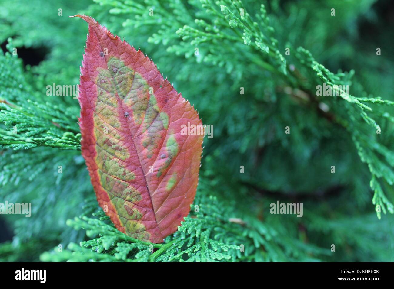 autumn leaf on evergreen bough Stock Photo - Alamy