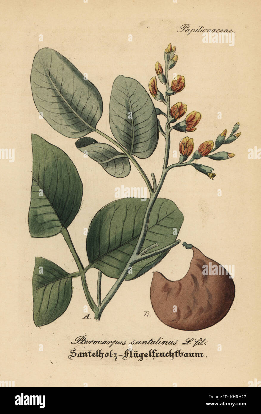 Red sanders, red sandalwood and saunderswood, Pterocarpus santalinus ...