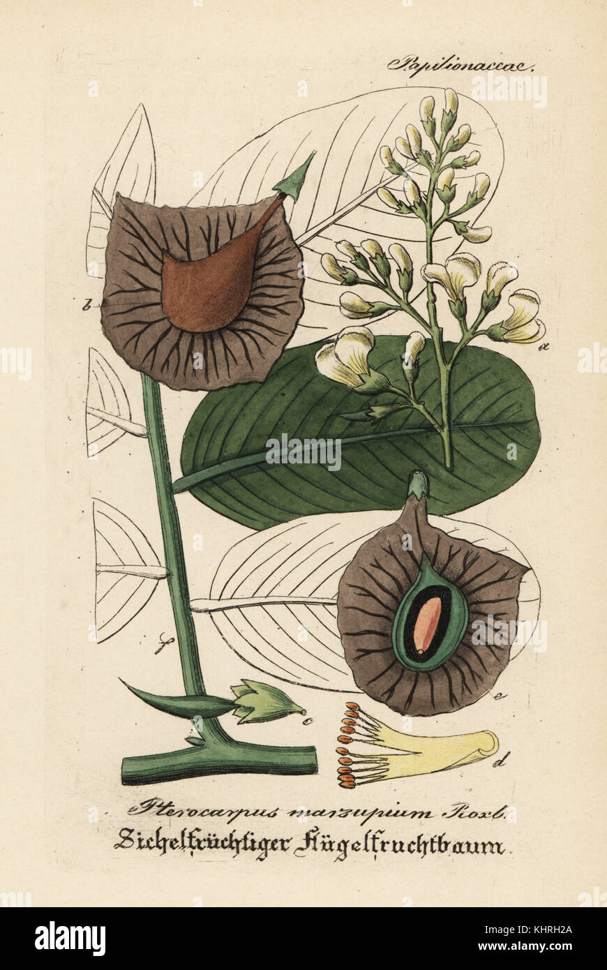 Malabar kino tree hi-res stock photography and images - Alamy