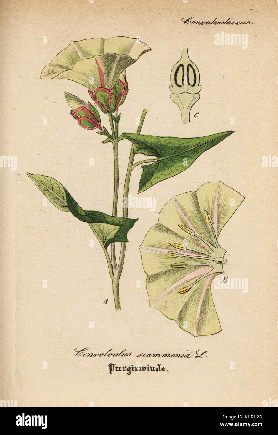 Scammony, Convolvulus scammonia. Handcoloured copperplate engraving ...