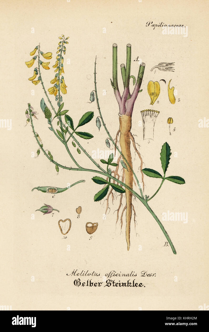 Yellow sweet clover or melilot, Melilotus officinalis. Handcoloured ...