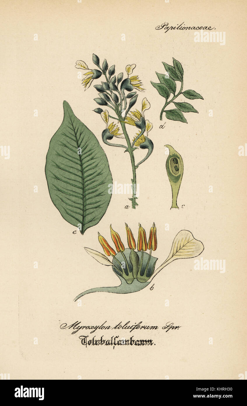 Myroxylon balsamum hi-res stock photography and images - Alamy