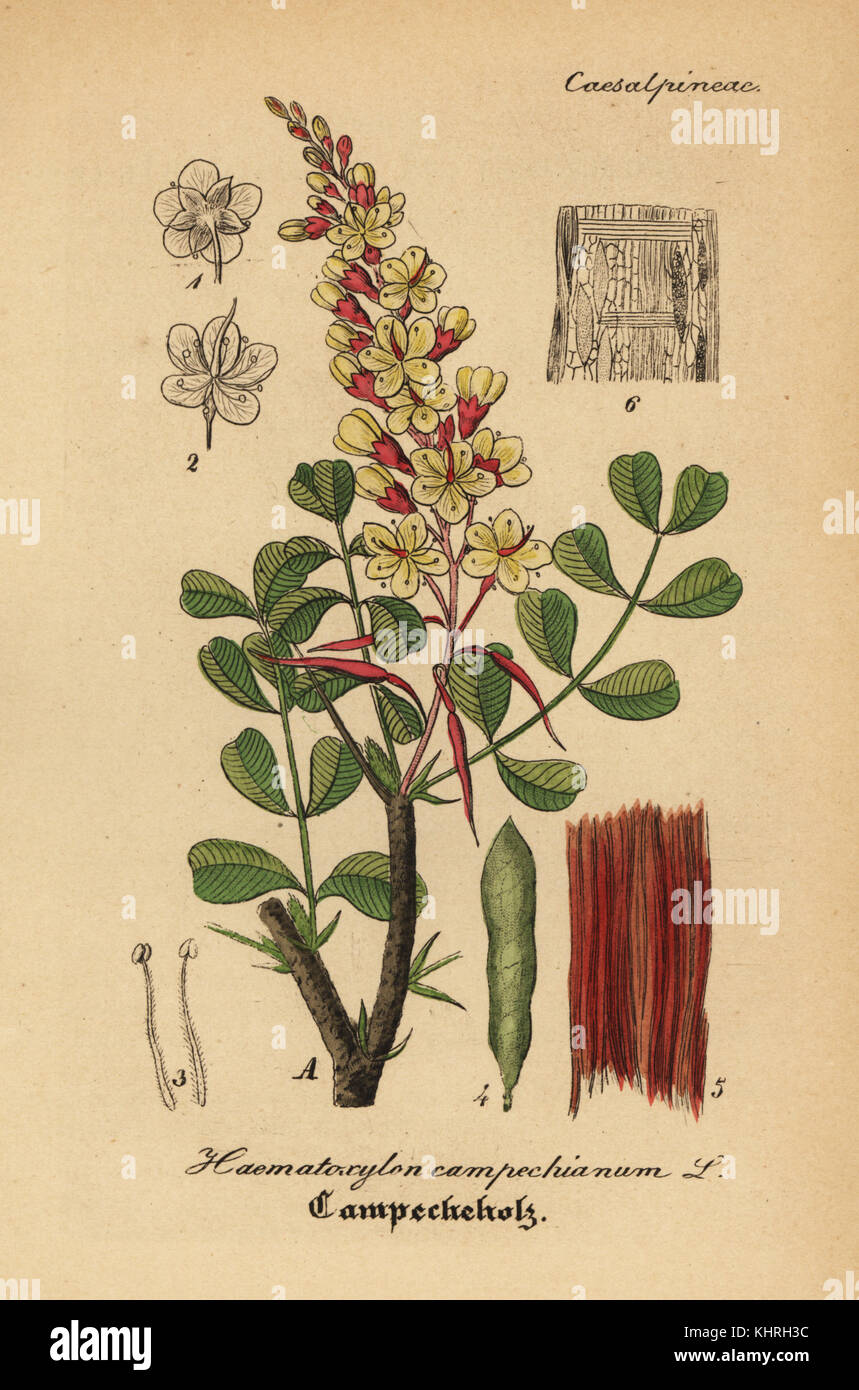 Logwood or bloodwood tree, Haematoxylum campechianum. Handcoloured ...