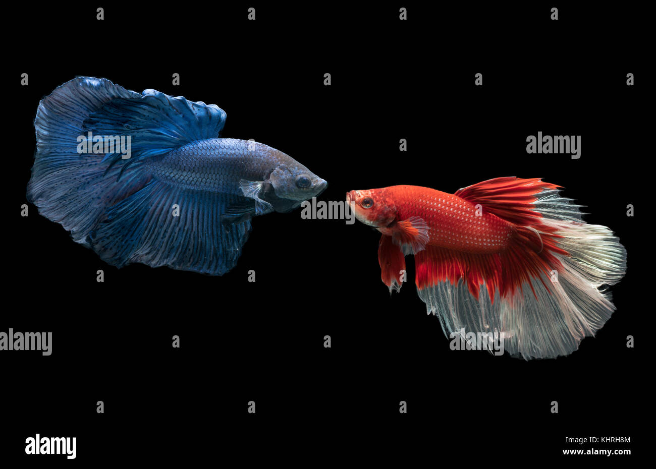 blue and red siamese fighting fish, betta splendens isolated on black ...