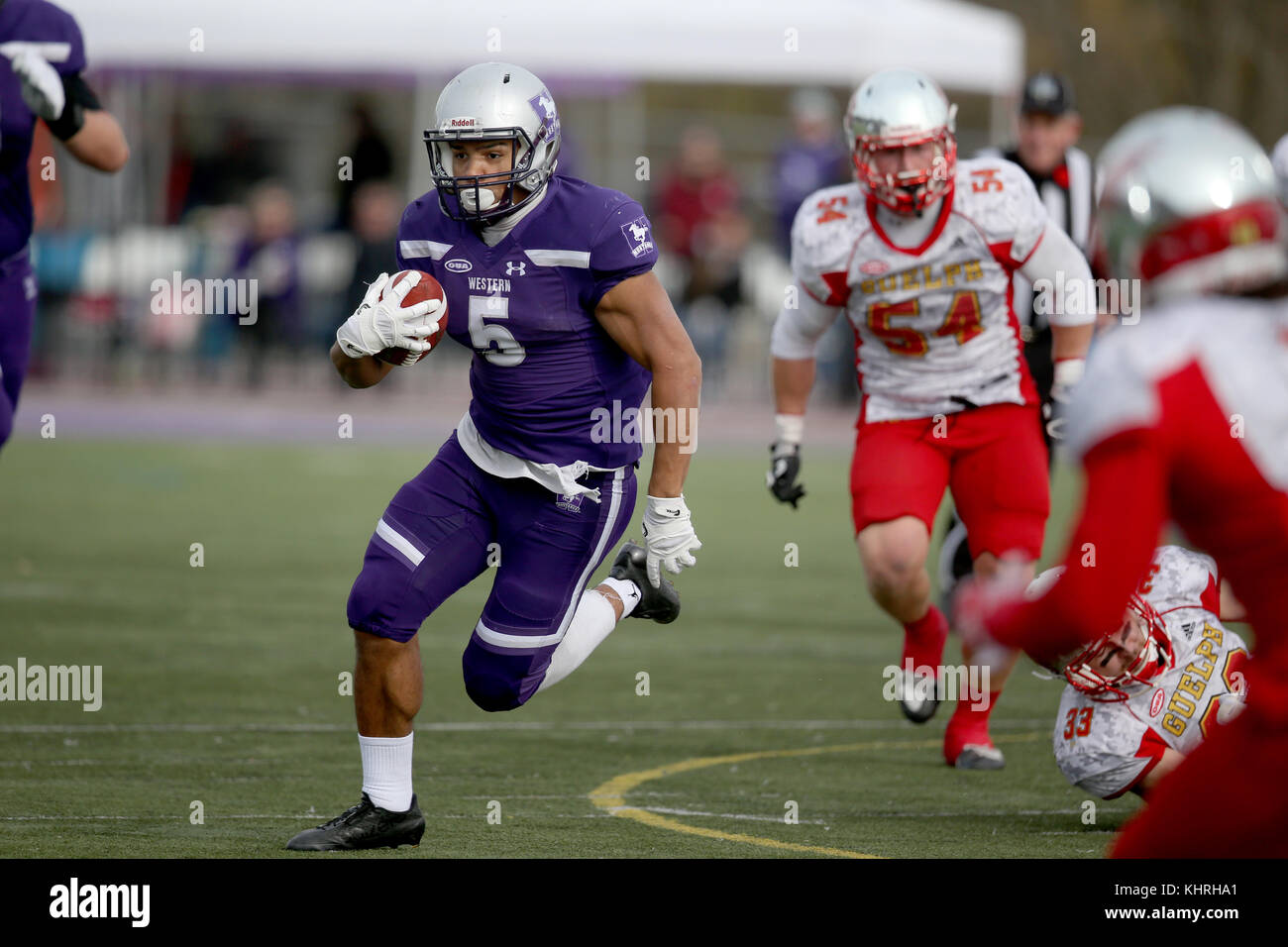 Western Mustangs # 05 Alex Taylor Stock Photo - Alamy