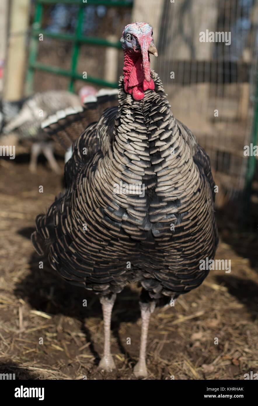 Close up of a live turkey Stock Photo - Alamy