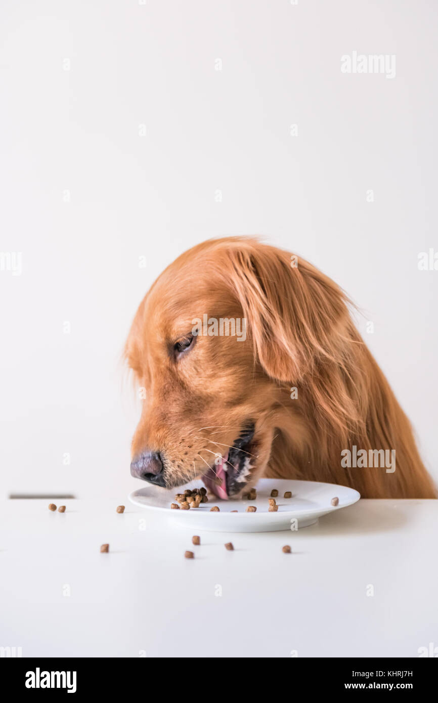 Golden Retriever eating food Stock Photo - Alamy