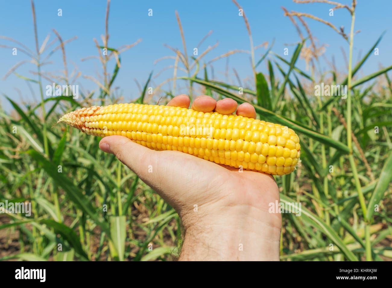 golden maize in hand over green field Stock Photo - Alamy