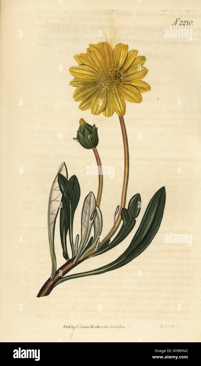 Treasure flower, Gazania rigens (Golden-flowered gazania, Gazania ...