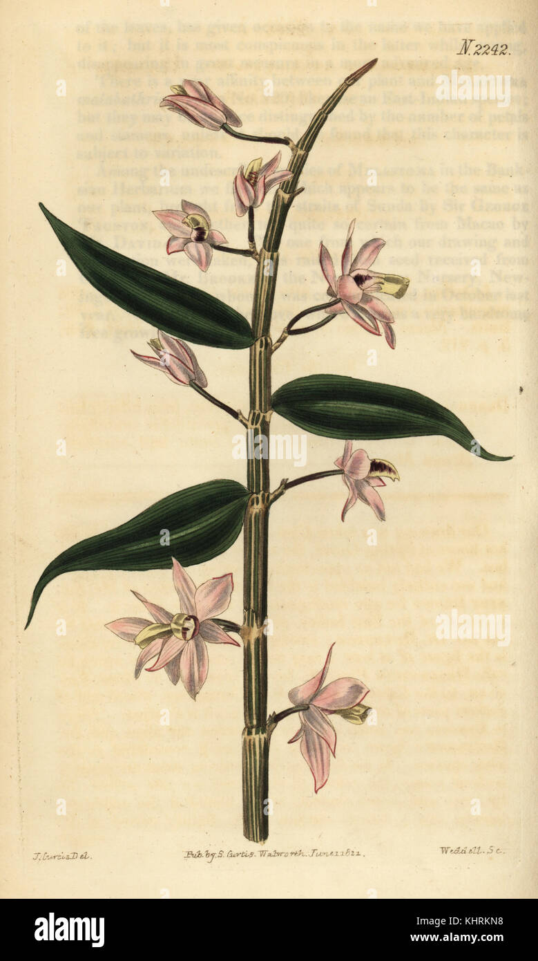 Leafless dendrobium orchid, Dendrobium aphyllum (Dendrobium cucullatum ...