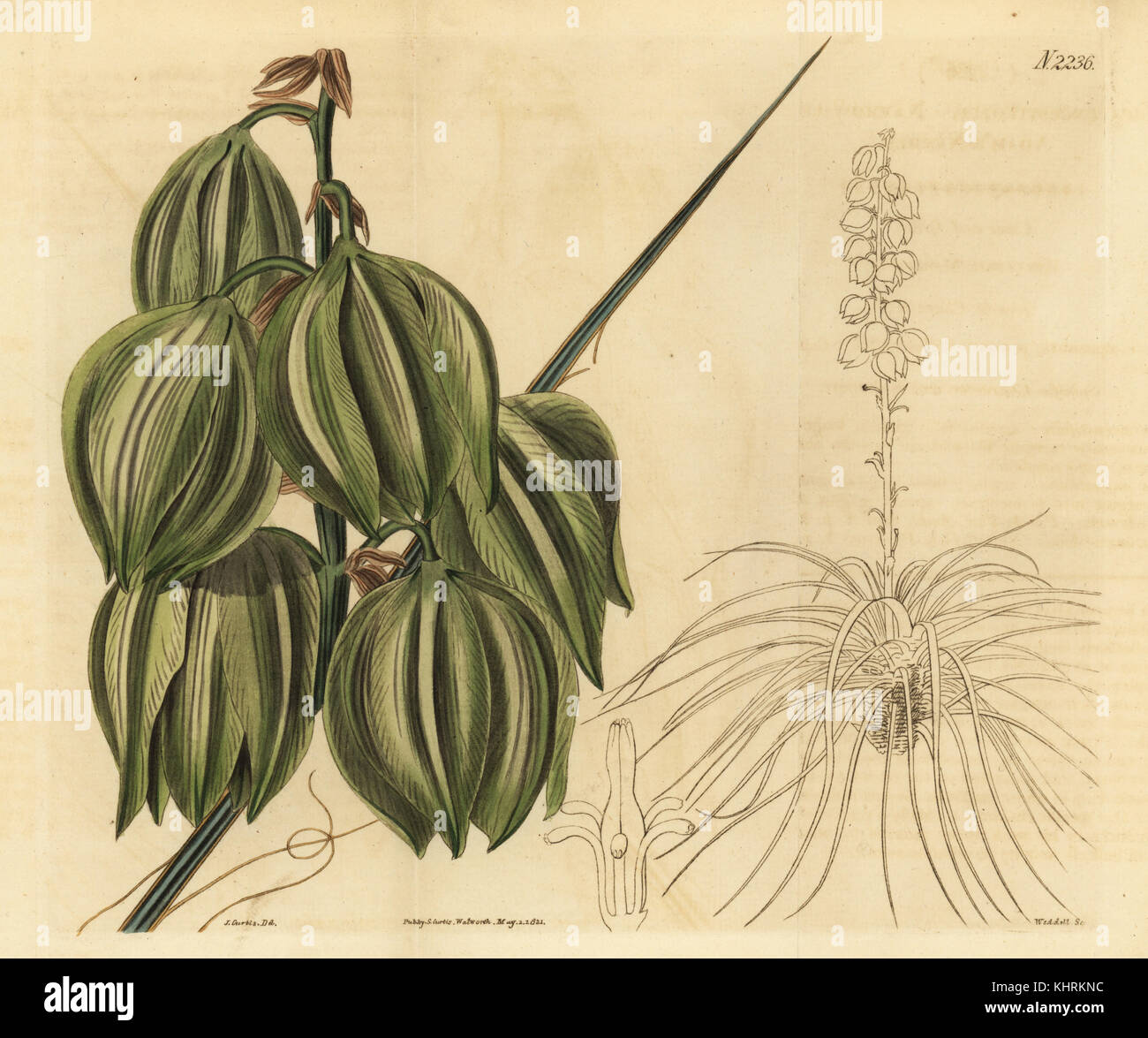 Soapweed yucca or Spanish bayonet, Yucca glauca (Yucca angustifolia ...